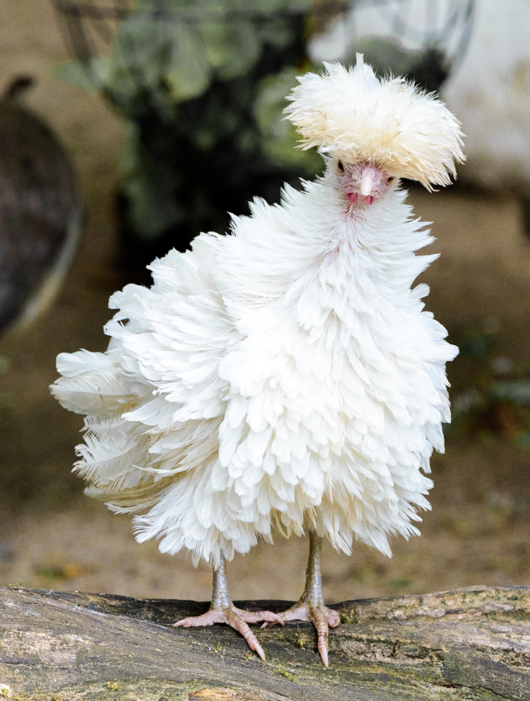 Crested Chicken: Amazing Facts About the Polish Breed