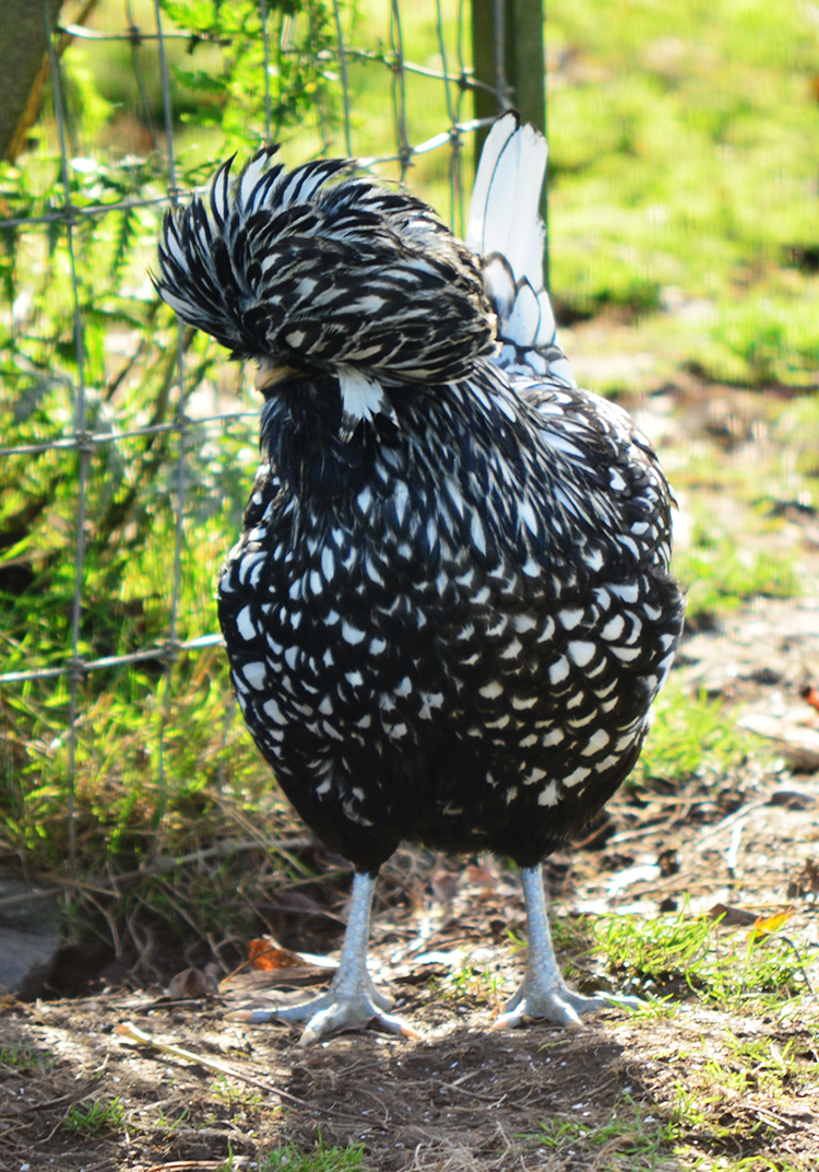 Crested Chicken: Amazing Facts About the Polish Breed