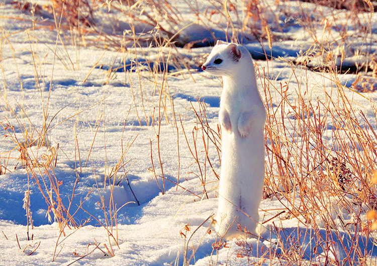イタチ：世界最小の肉食動物に関する神話と興味深い事実