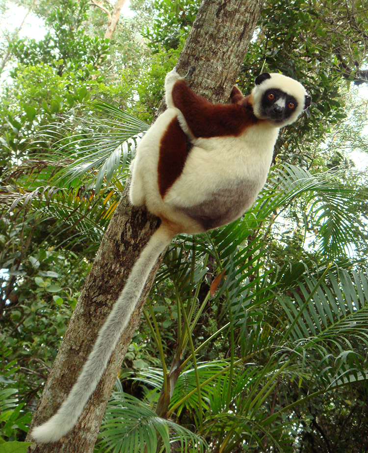 Lemurs: Amazing Facts and Common Myths